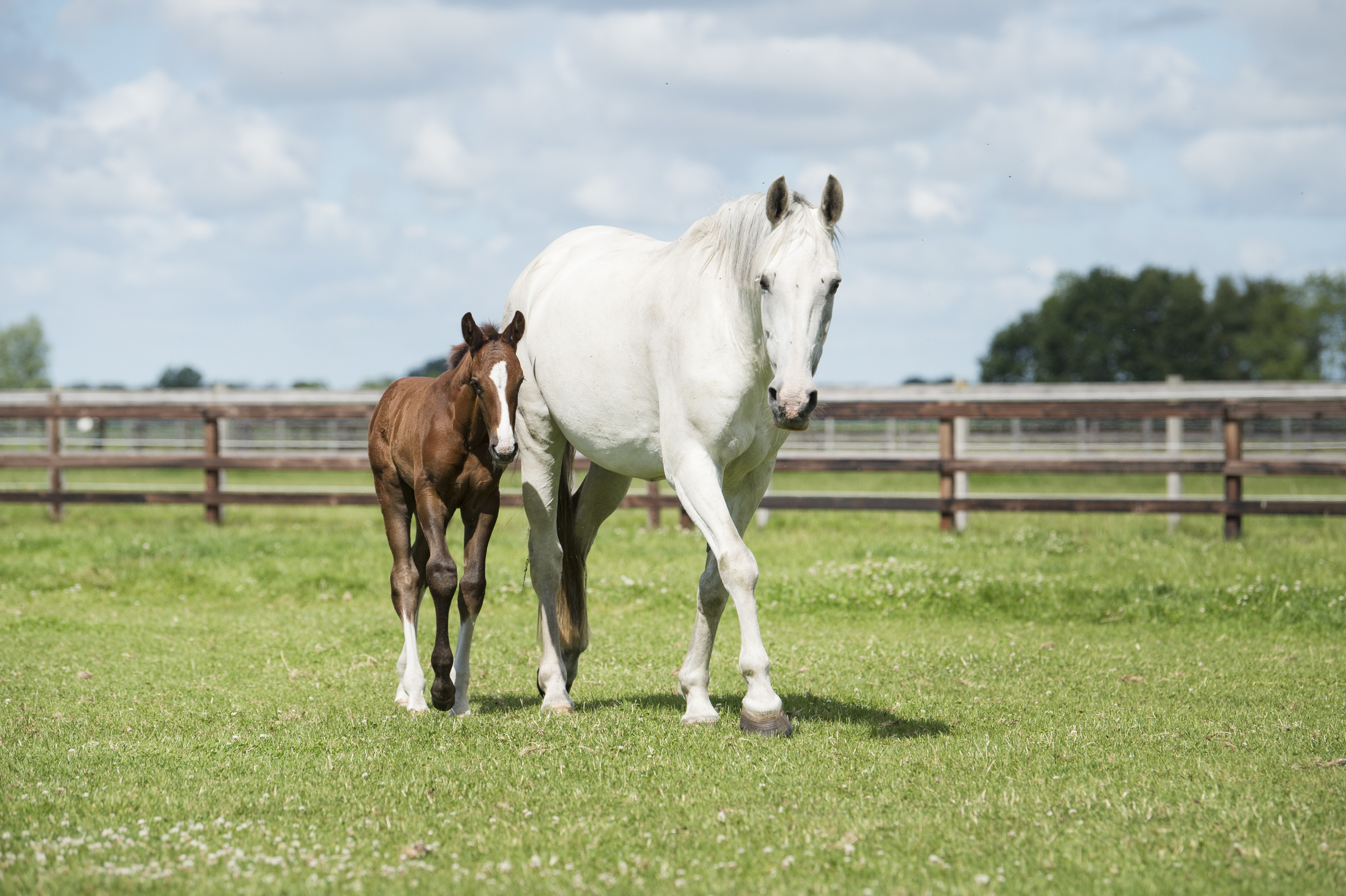 UBN-nummer verplicht bij veulenregistratie vanaf 2025 | FNRS